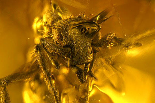 16-Million-Year-Old Ant Preserved in Amber Shines Light on Evolutionar ...